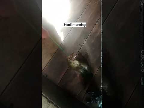 mancing mania cesting #mancing #mancingcesting