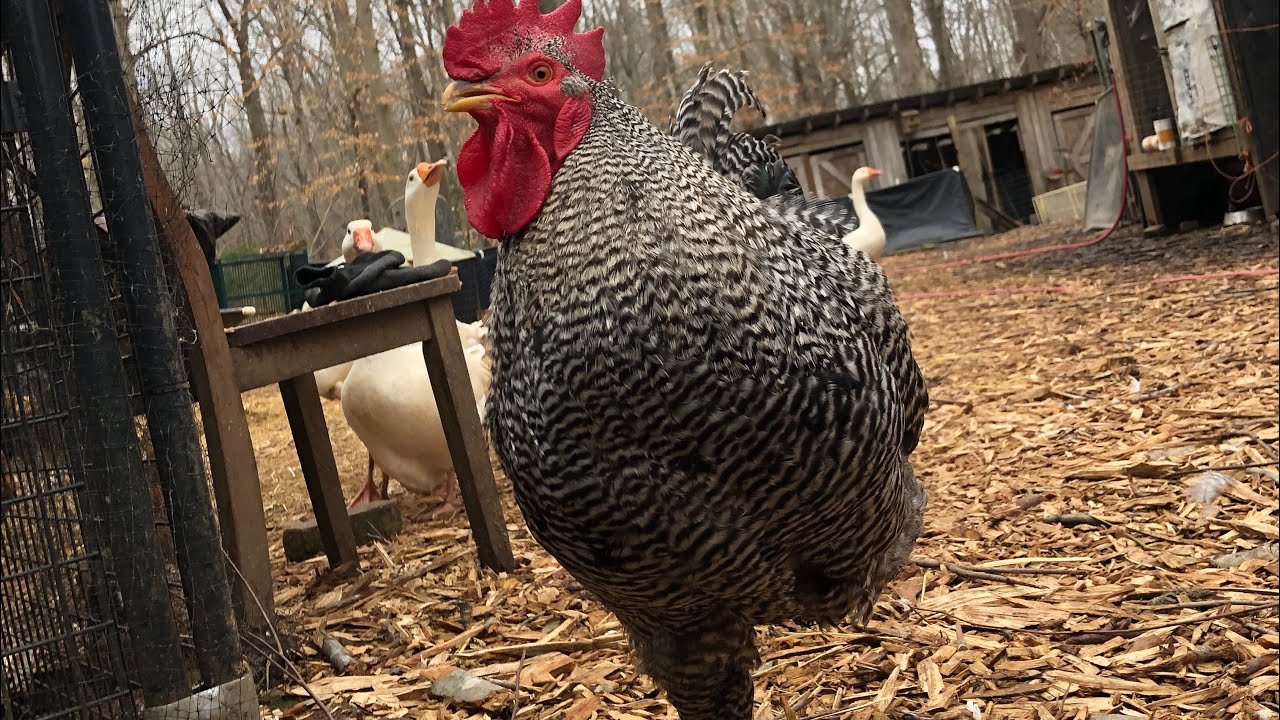 Holiday Turkey the Creeper, Cookie The On Legged Rooster Update and ...