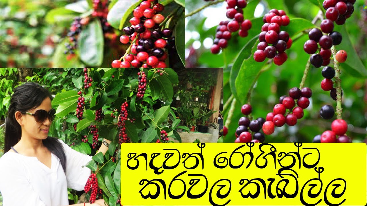 Karawala kebella | ආහාර ජීරණය පහසු කරවන දුර්ලභ පළතුර | Ceylon Advisor ...