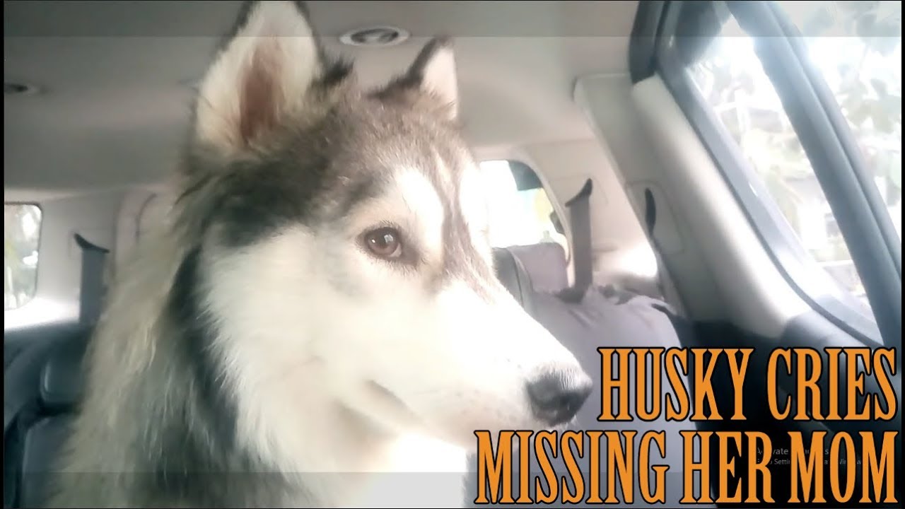 Husky Crying for Mom - YouTube