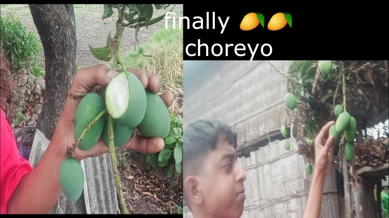 Chemeki Haru Ko आम 🥭 Choreyo 😁 - YouTube