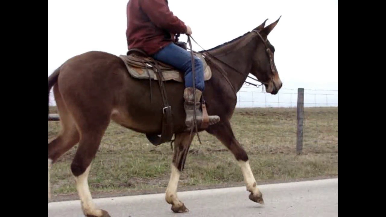 GRULLA MOLLY MULE WITH FOUR WHITE SOCKS, FLASHY! - YouTube
