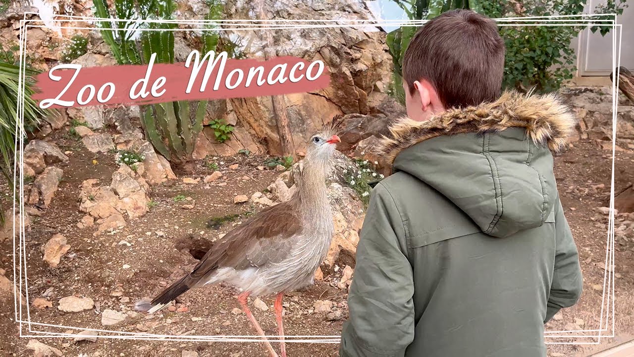 Visite au zoo de Monaco 🦛 - YouTube