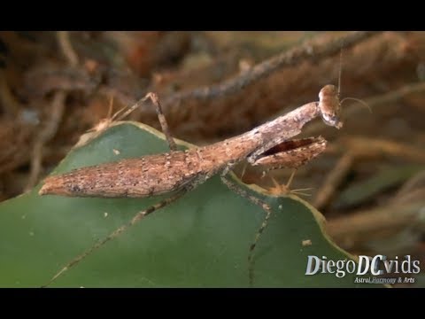Praying mantis brown species - louva-a-deus (Mantodea) - YouTube