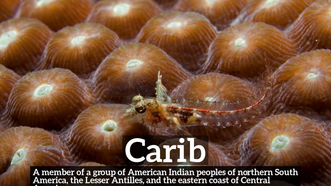 How to Say Carib in English? | What is Carib? | How Does Carib Look ...