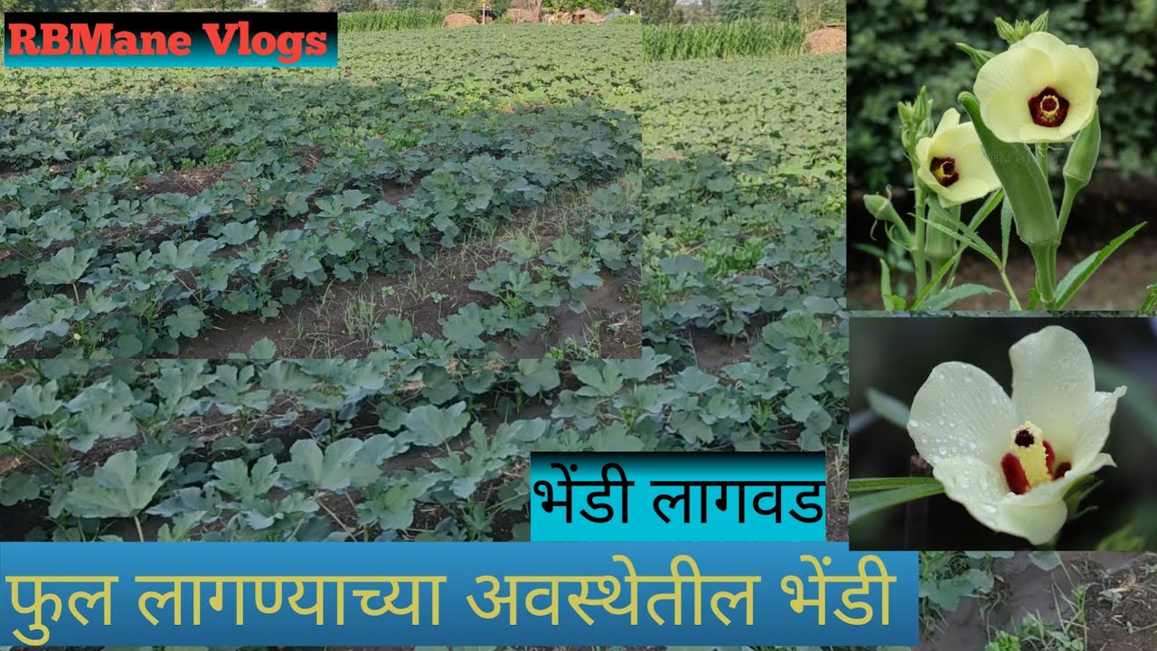 || भेंडी लागवड || भेंडी ची वाढ व तिला भेंडी लागायच्या आधीची तिची स्थिती ...