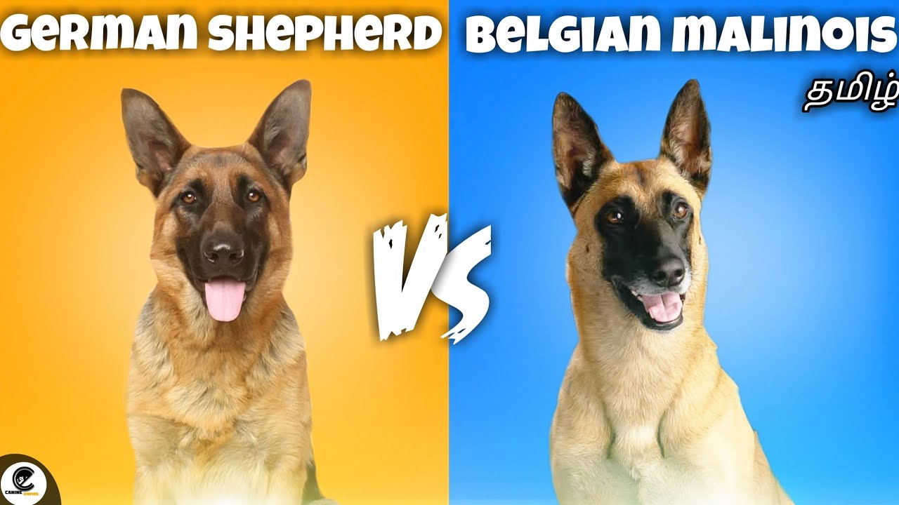 Belgian Shepherd German Shepherd Difference
