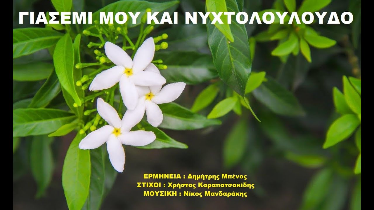 ΓΙΑΣΕΜΙ ΜΟΥ ΚΑΙ ΝΥΧΤΟΛΟΥΛΟΥΔΟ - YouTube