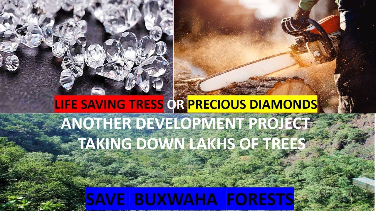 Buxwaha forests se 2 lakh trees kaate jayenge? Massive deforestation in ...