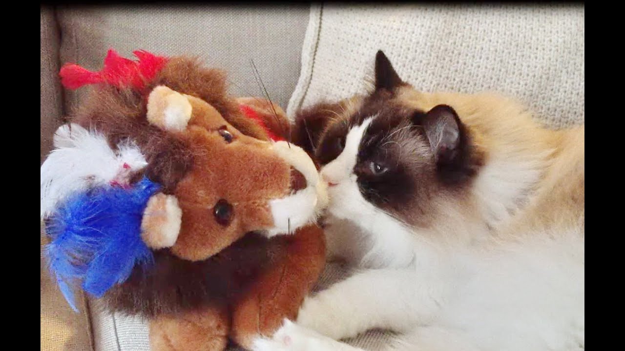 Big Hug To France From Timo The Ragdoll Cat - YouTube