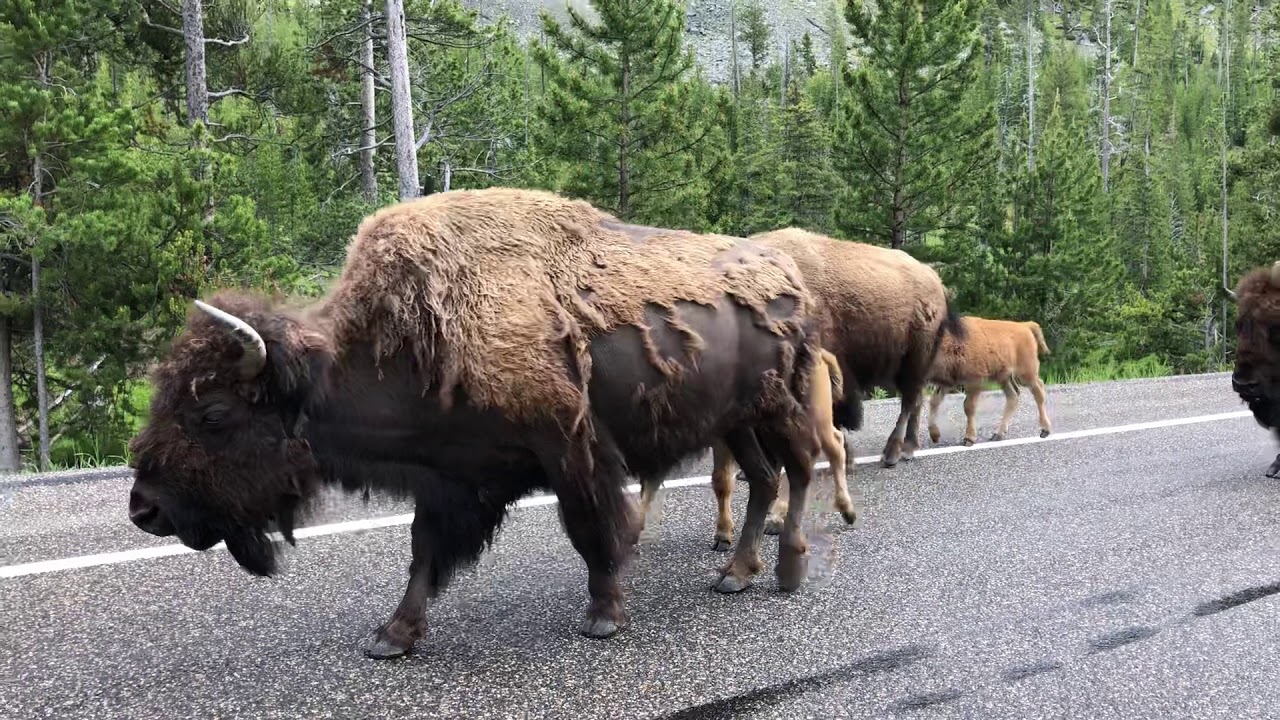Bison Migration at Yellowstone - YouTube