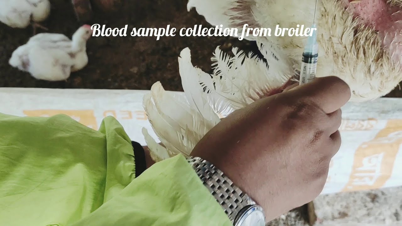 Blood Sample collection from broiler - YouTube