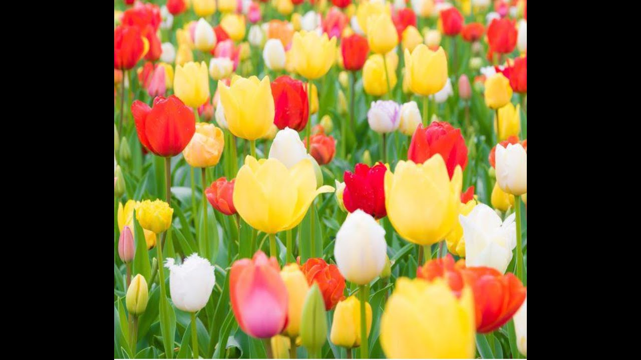 How to Solve a Genetic Problem according to Mendel's Laws of ...