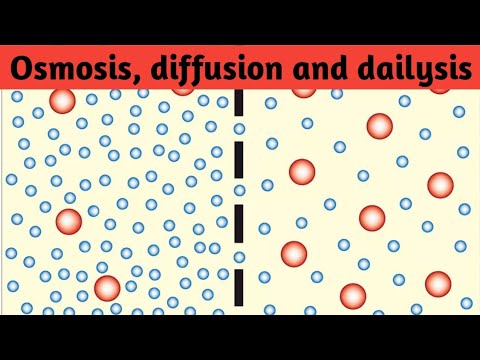 Osmosis, diffusion and dialysis - YouTube