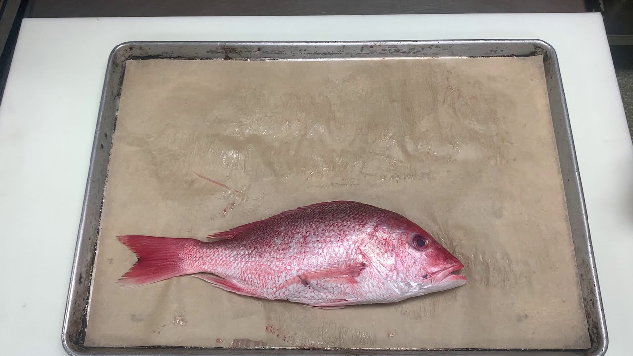 Silk Snapper - YouTube