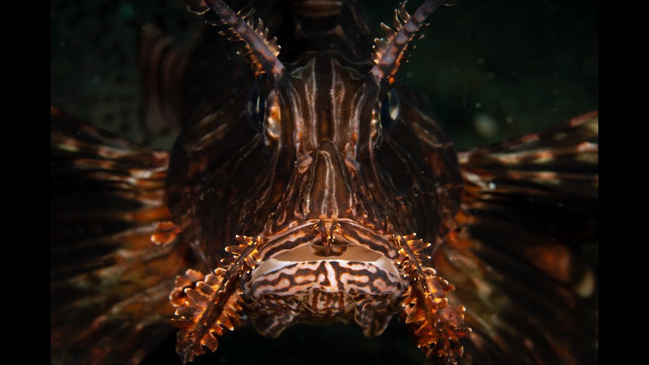 Alien Underworld - YouTube