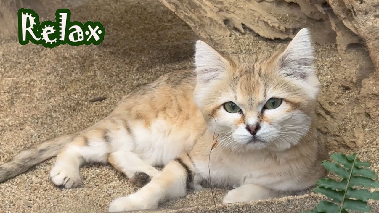 くつろぐ スナネコ Relux Sand cat - YouTube