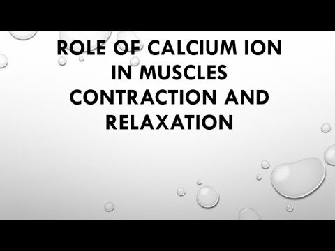 Role of calcium ion in Muscles Contraction and Relaxation || Bio ...