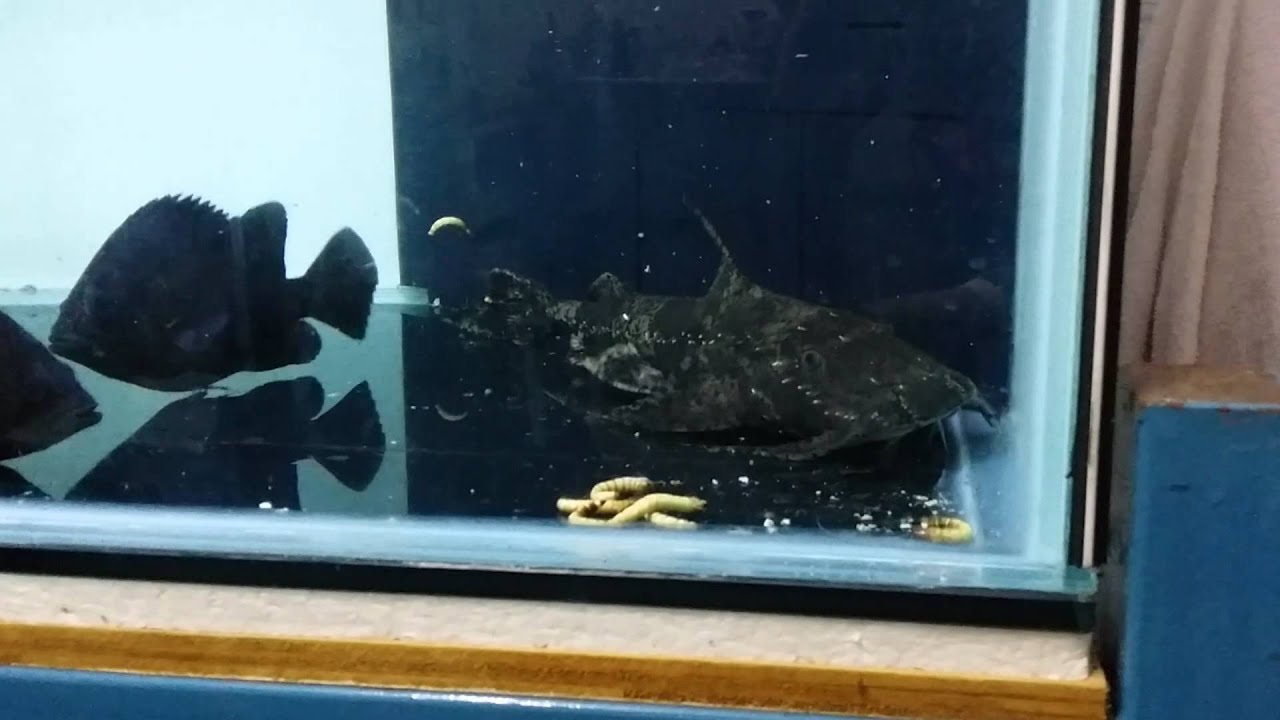 goonch feeding(devil catfish) - YouTube