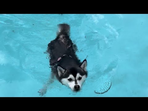 Lola learning how to swim within 5 seconds! #pomsky #dog #fyp # ...