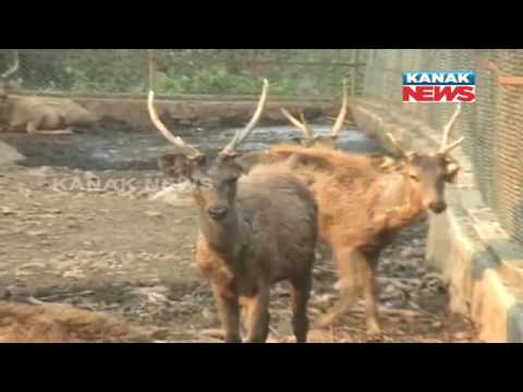Water Scarcity In Lakhari Valley Sanctuary Deer Park - YouTube