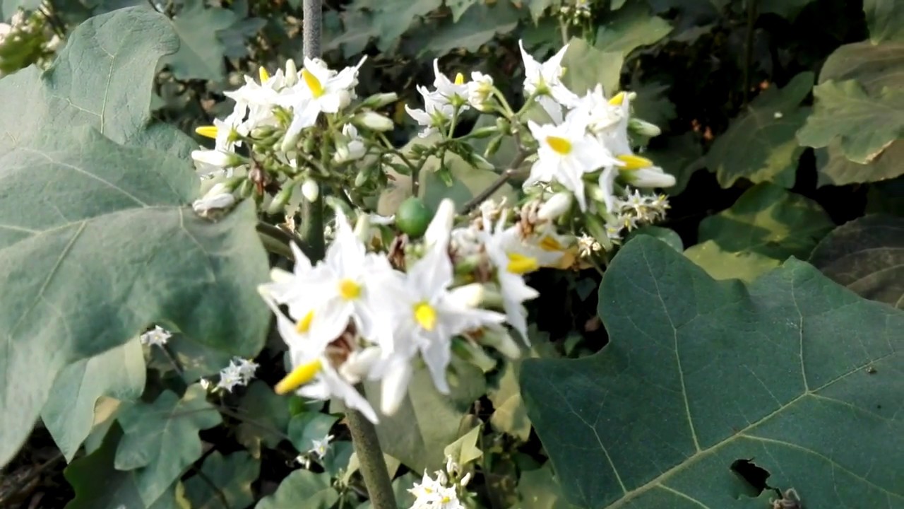 Solanum indicum - YouTube