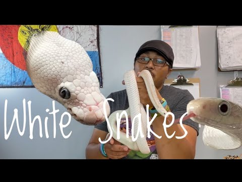 White Snakes You Can Have as Pets & More! - YouTube