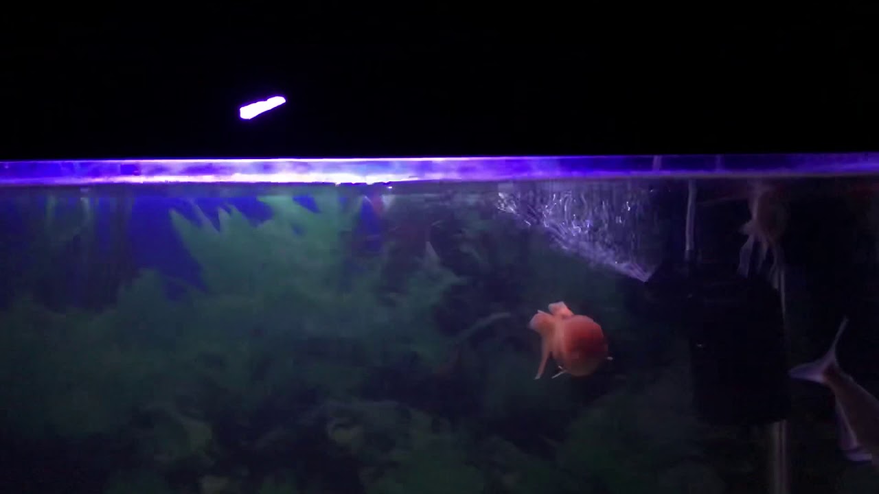 Predator fish tanks (with goldfish) - YouTube