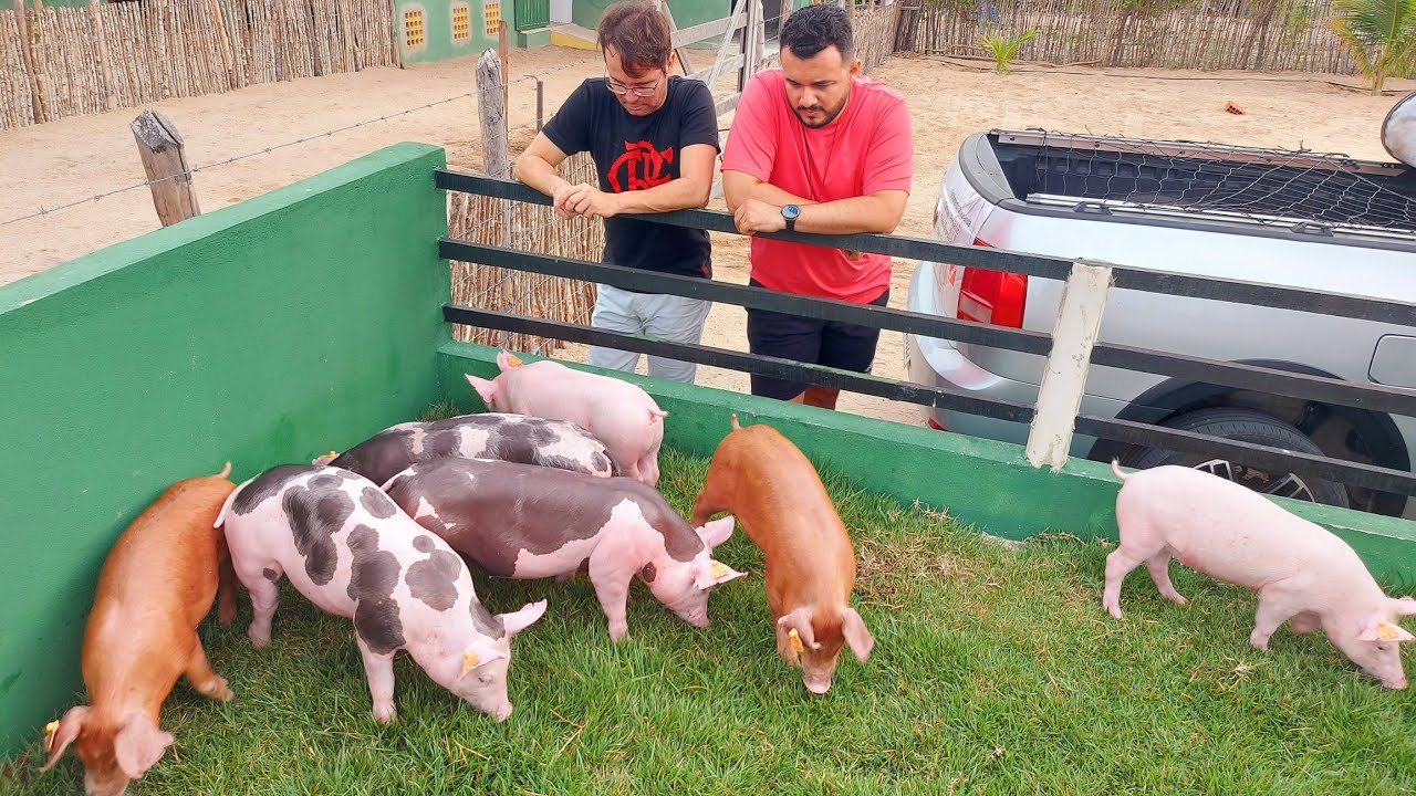 Porcos Pietrain e F1 Vendidos da Suinocultura JD - Bom Jesus/RN 🏜⏳🙏 ...
