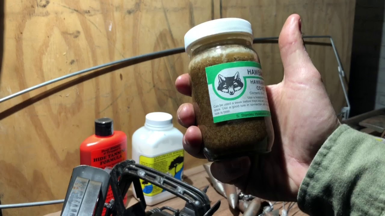 Coyote Trapping - Beginner Setup - YouTube