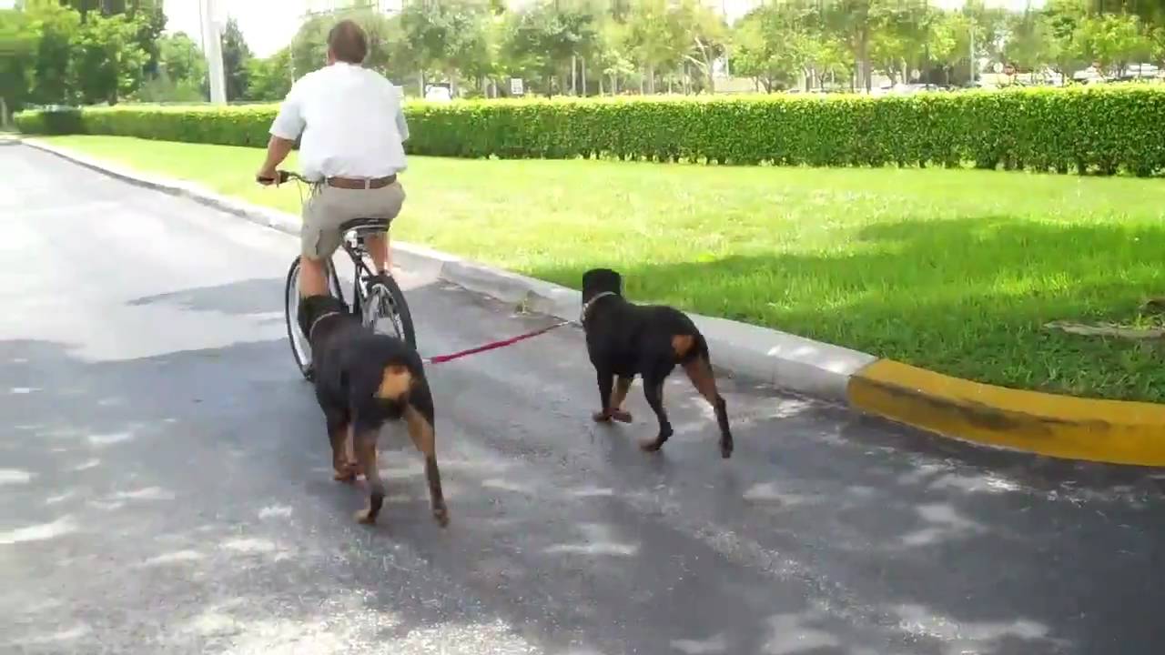 Two Rottweilers Running with the K9 Cruiser Bicycle Leash - YouTube
