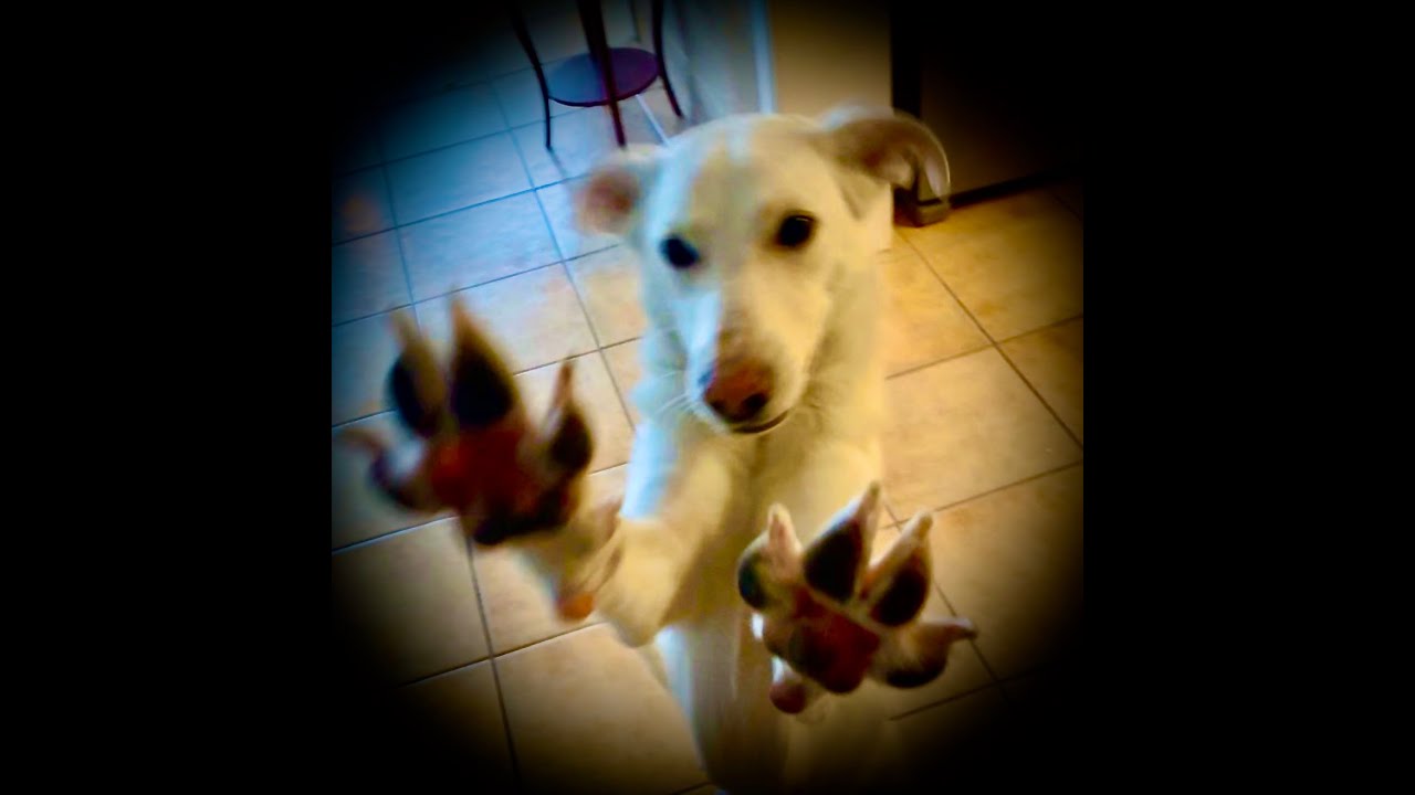 Dogs in SLOW MOTION catching treats! - YouTube