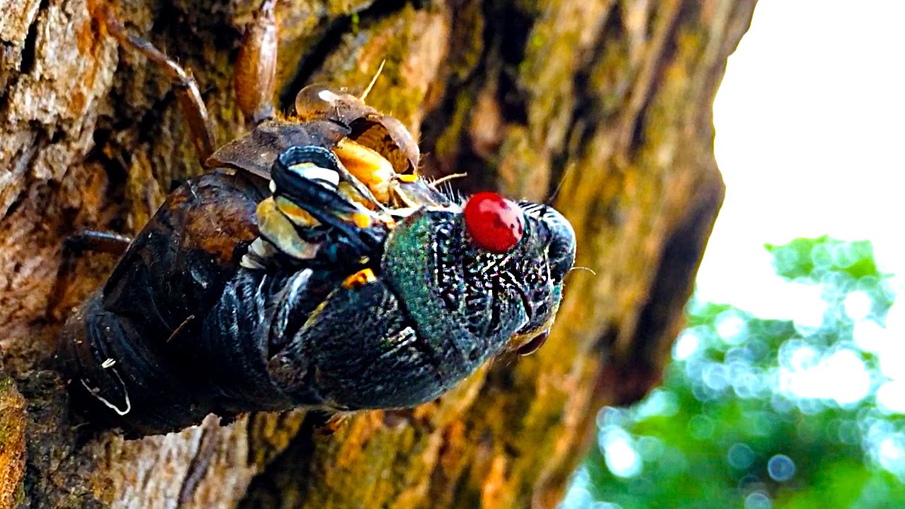 3 Birds Attack Cicada Life & Death A Bugs Life - YouTube