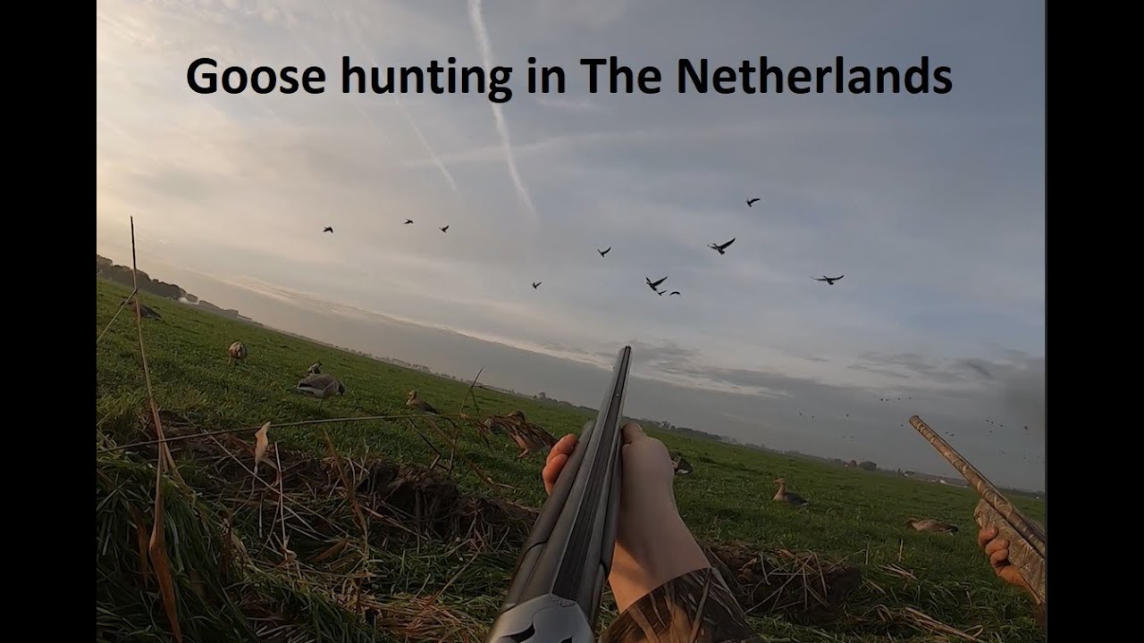 Goose hunting in The Netherlands! First video of Dutch Hunter. Hunting ...
