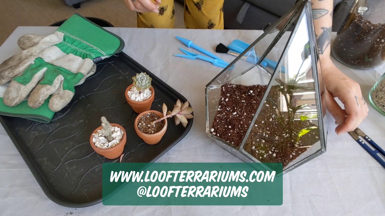 Basic Arid Terrarium Tutorial - YouTube