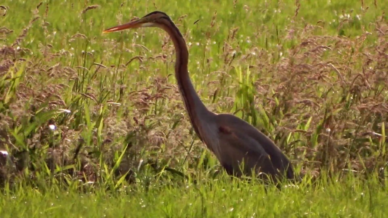 Ontdek het verschil tussen de purperreiger en de blauwe reiger - YouTube