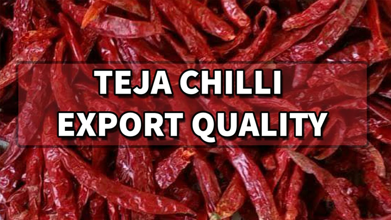 teja chilli | teja chillies | teja chilli variety | teja chilli market ...