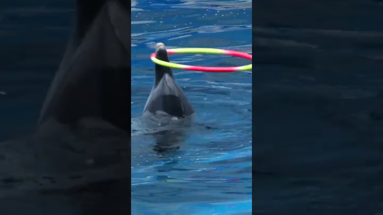 THE BEST | DOLPHIN HULA HOOP MORNING EXCERCISE #shorts # ...
