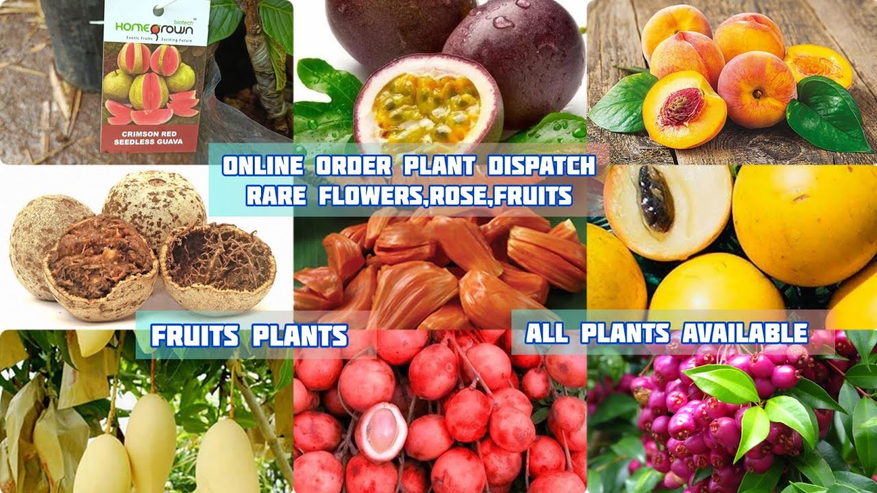 ONLINE ORDER DISPATCH JAN 27 | EXOTIC FRUITS,ROSE , FLOWERS PLANTS # ...