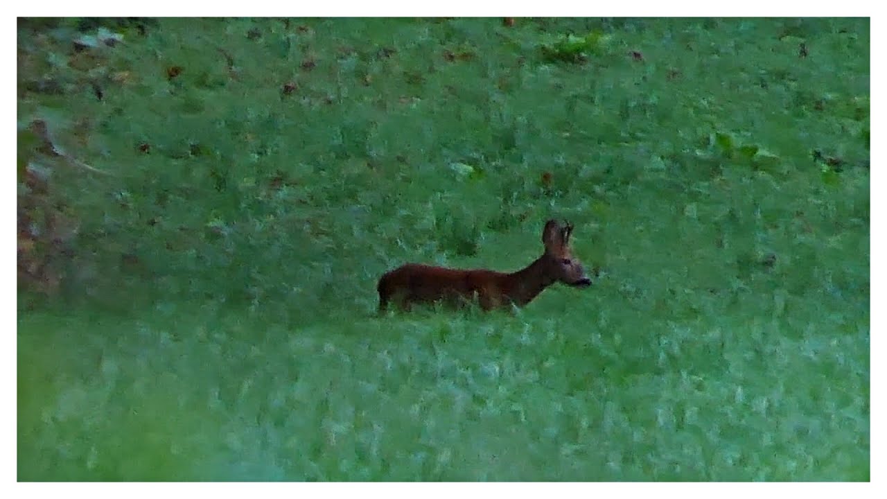 ein Bock in der Morgendämmerung - YouTube