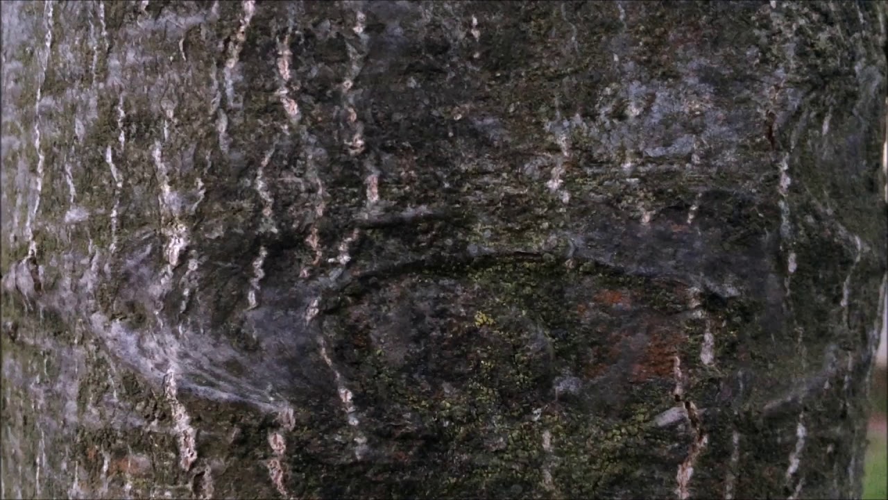Pin oak (Quercus palustris) - bark close up - January 2018 - YouTube