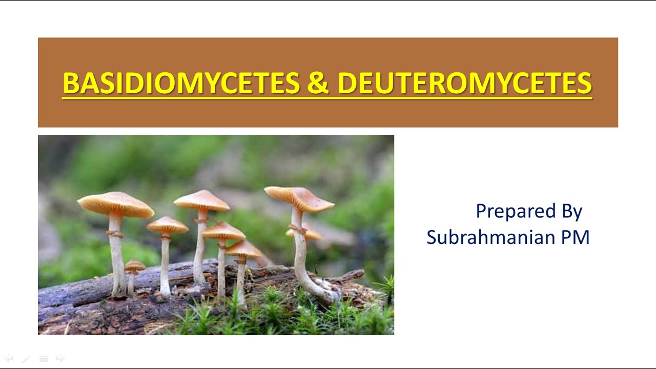 Xi Biology Chapter 2 Part 14 Biological Classification Basidiomycetes