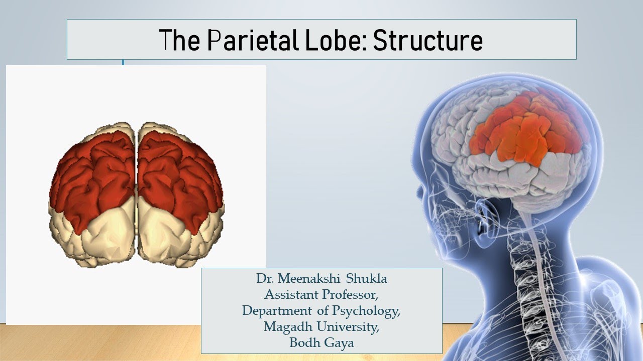 The Parietal Lobe: Structure भित्तीय पालि की संरचना - YouTube