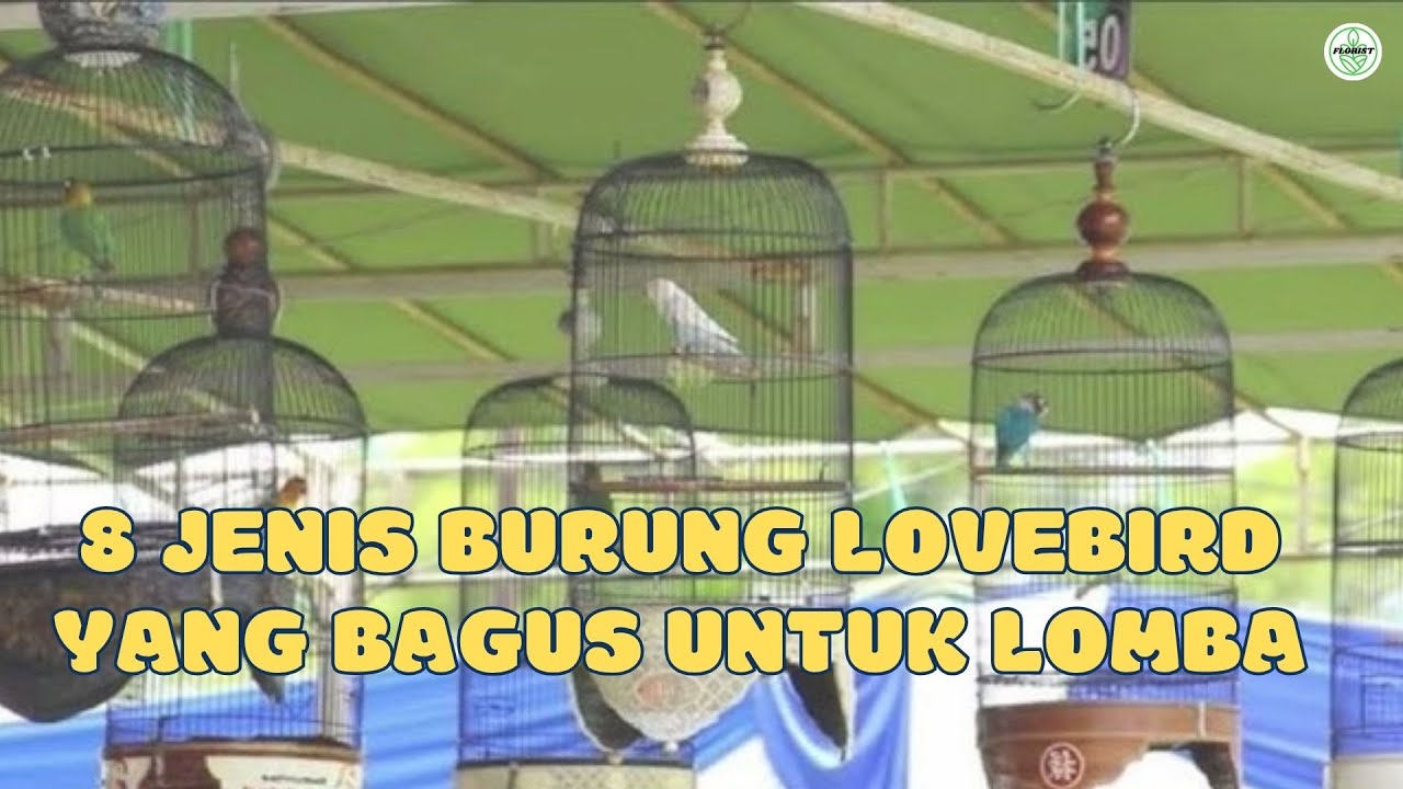 Inilah Jenis Burung Lovebird Yang Bagus Untuk Lomba - YouTube