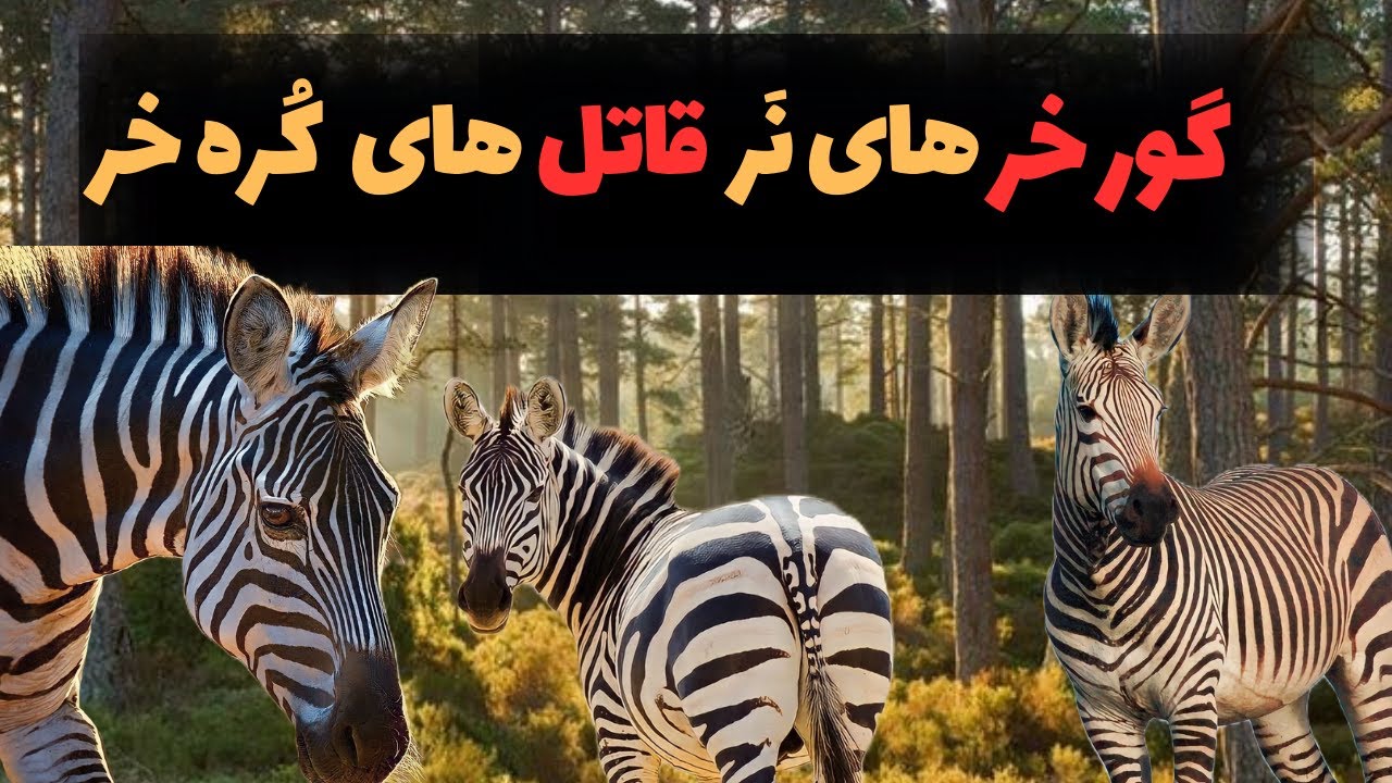 مستند زندگی پر از تناقض گور خر ها چرا گور خر ها اهلی نشدند؟ Youtube