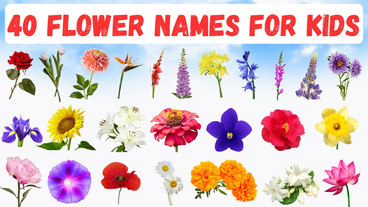 Floral Names for Kids (Beautiful Flower Names for Boys & Girls) - YouTube