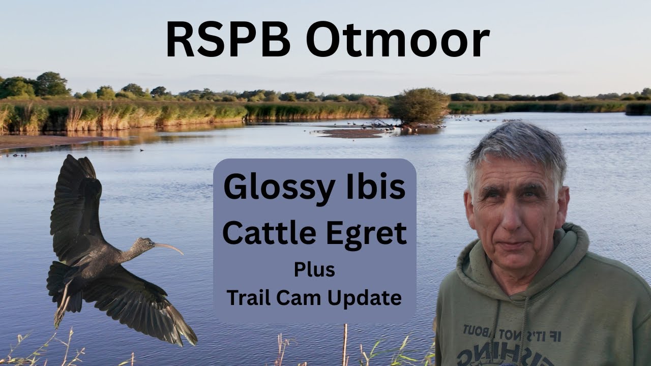 Otmoor and Oxford Farm - Glossy Ibis, Cattle Egret and Marsh Harriers ...