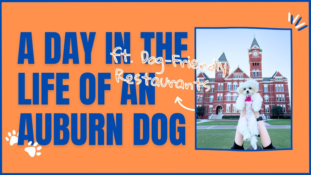 A Day in the Life of an Auburn Dog | ft. Dog Friendly Restaurants - YouTube
