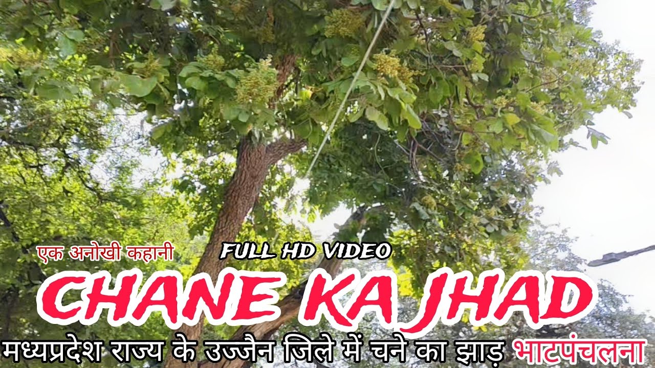 चने का पेड़ // chane ka ped // Kanhaiya vasuniya - YouTube