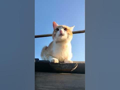Кот на крыше - YouTube